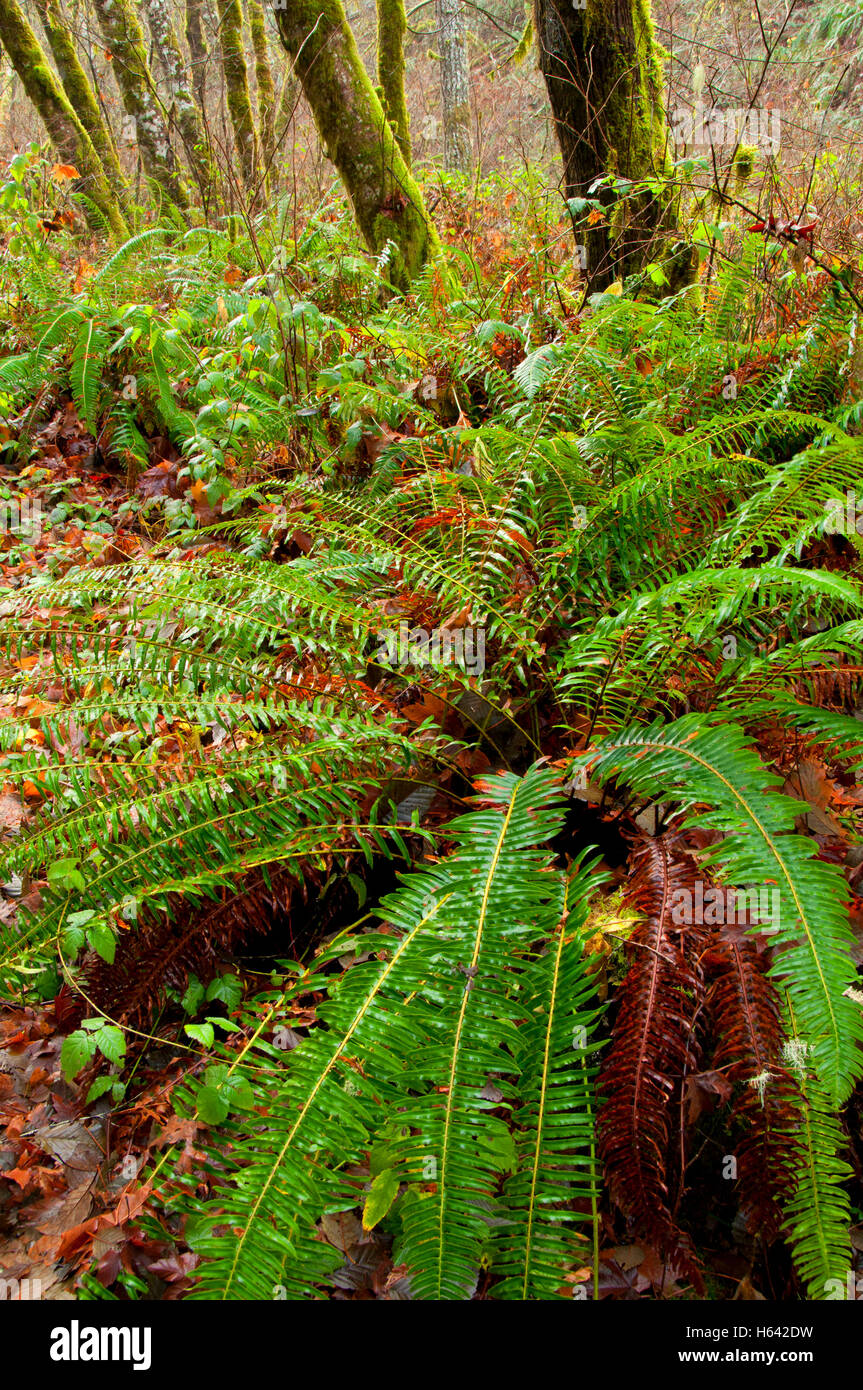 Sword fern along Plunkett Creek Loop Trail, Beazell Memorial Forest ...