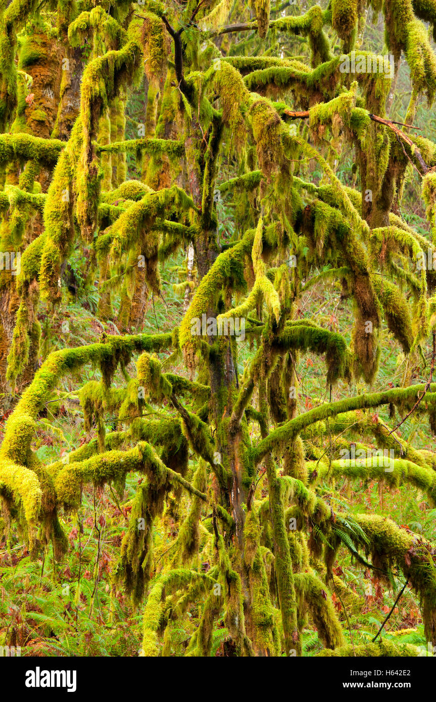Pacific yew along Plunkett Creek Loop Trail, Beazell Memorial Forest ...