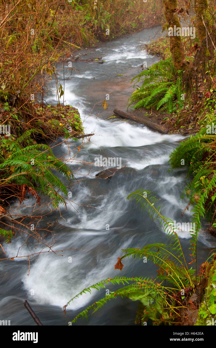 Plunkett Creek, Beazell Memorial Forest County Park, Benton County ...