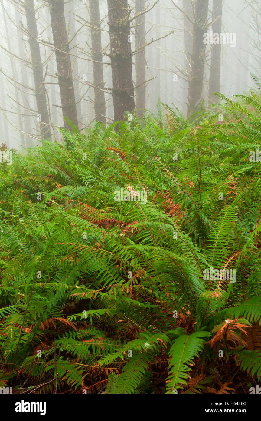 Sword ferns along South Meadow Trail, Beazell Memorial Forest County ...