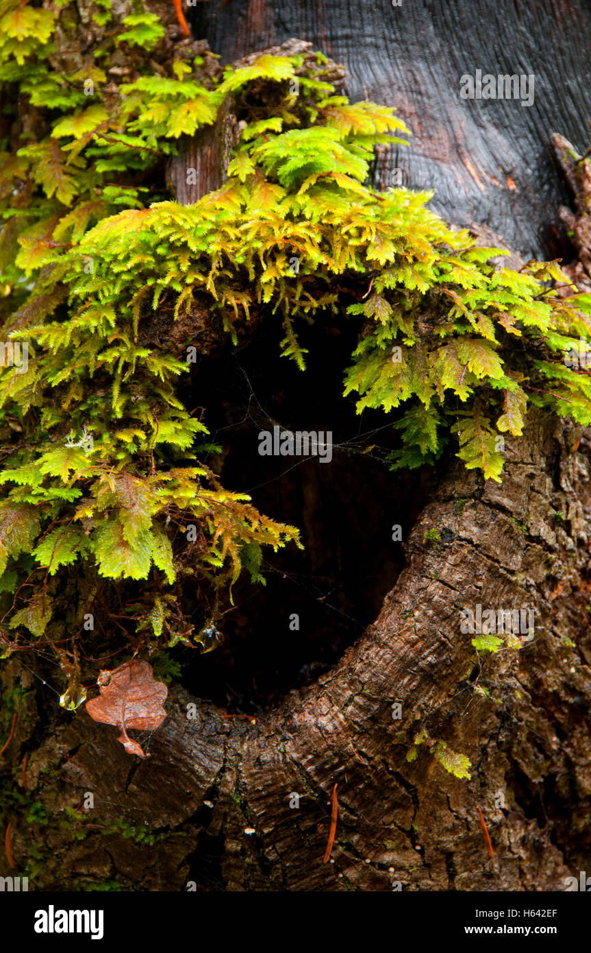 South ridge trail hi-res stock photography and images - Alamy