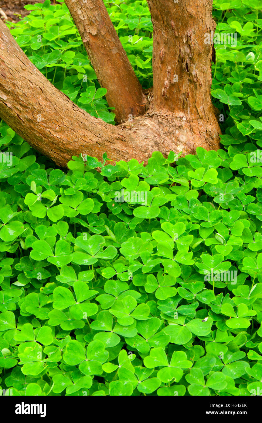 Oxalis with rhododendron trunk, The Rhododendron Garden, Hendricks Park ...