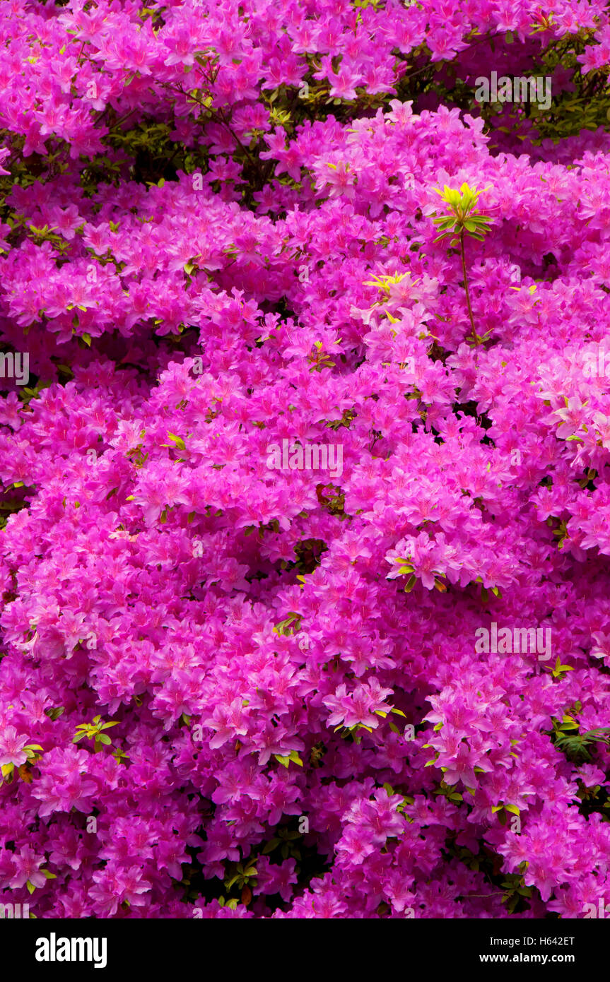 Azalea bloom, The Rhododendron Garden, Hendricks Park, Eugene, Oregon ...