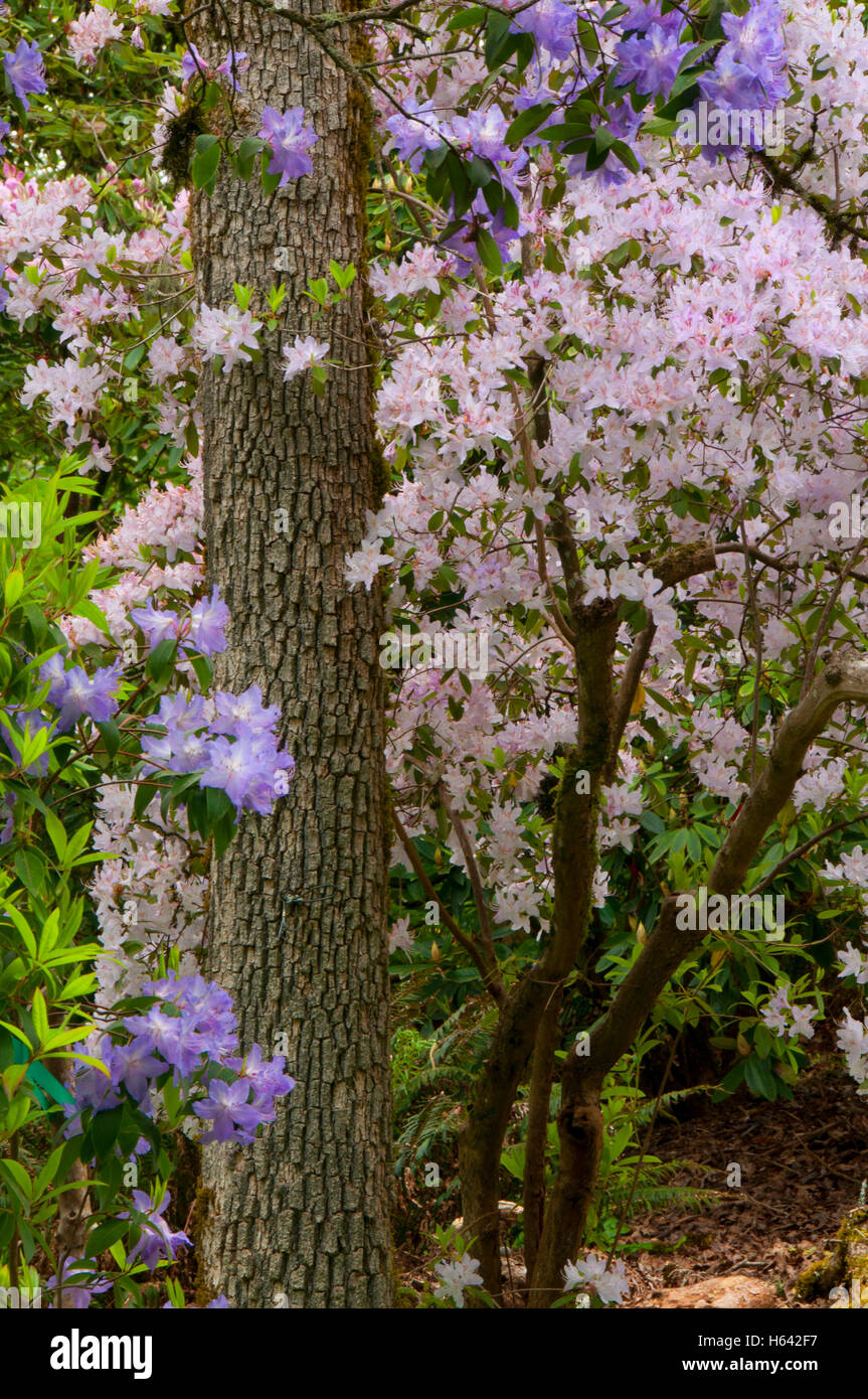 Azalea bloom in forest, The Rhododendron Garden, Hendricks Park, Eugene ...