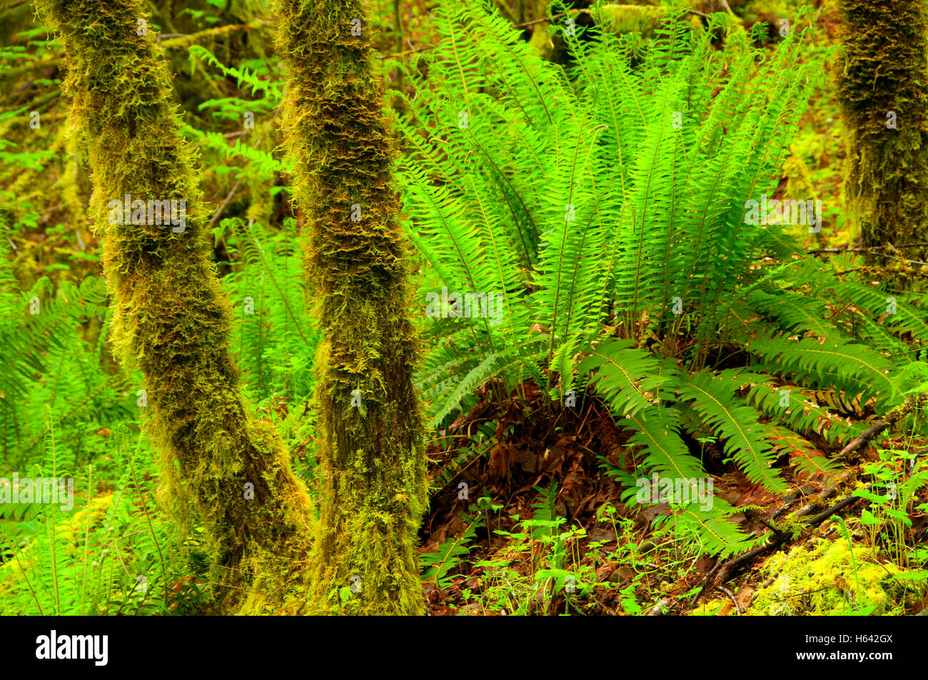 Forest with sword fern along Plunkett Creek Loop Trail, Beazell ...