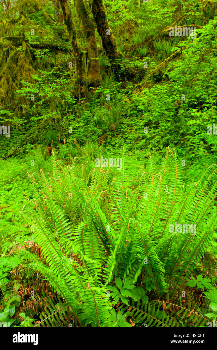 Forest with sword fern along Plunkett Creek Loop Trail, Beazell ...