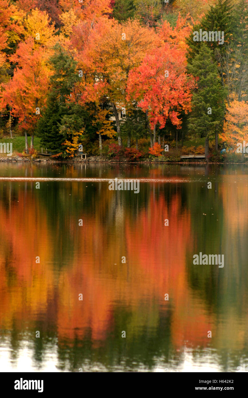 Maples changing colors hi-res stock photography and images - Alamy