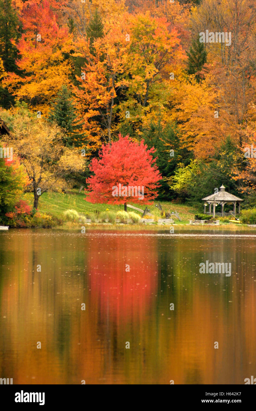 Magnificent oak trees hi-res stock photography and images - Alamy