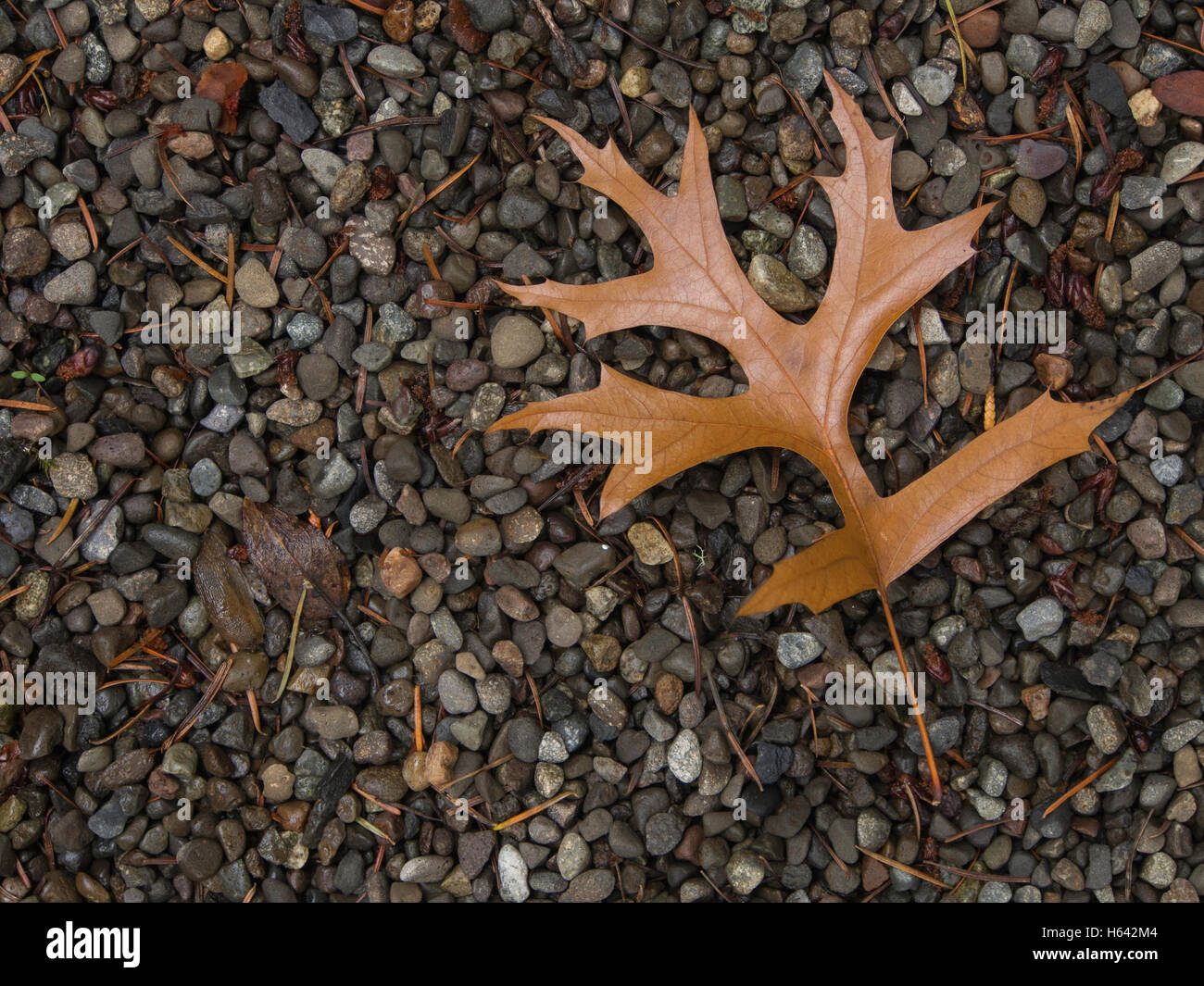 Single brown oak leaf on gravel bed in the upper right half of image ...