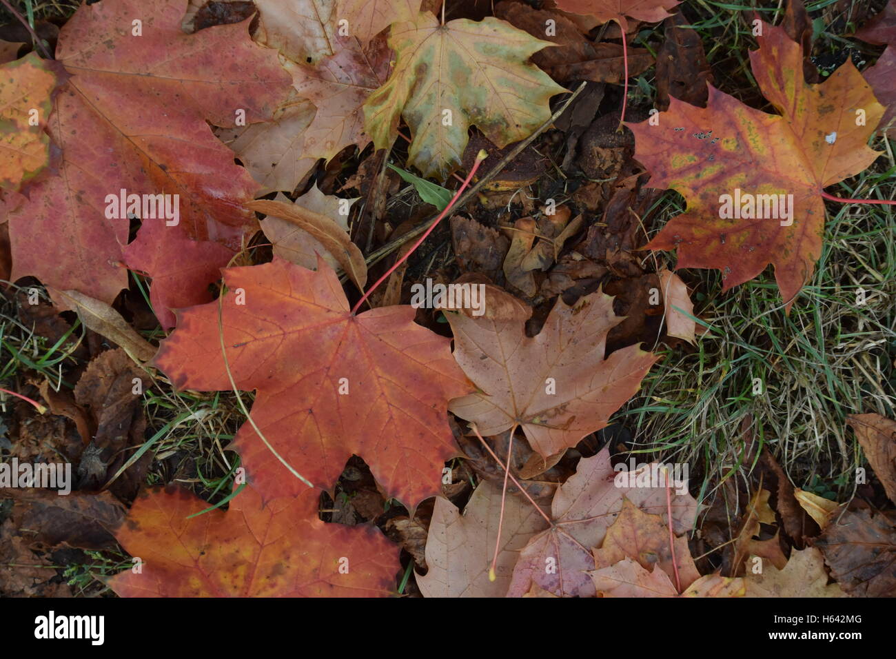 Colored leaves of autumn hi-res stock photography and images - Alamy