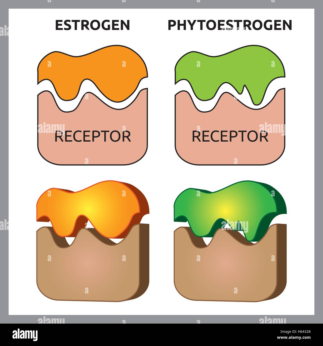 Medical vector illustration of difference between estrogen and ...
