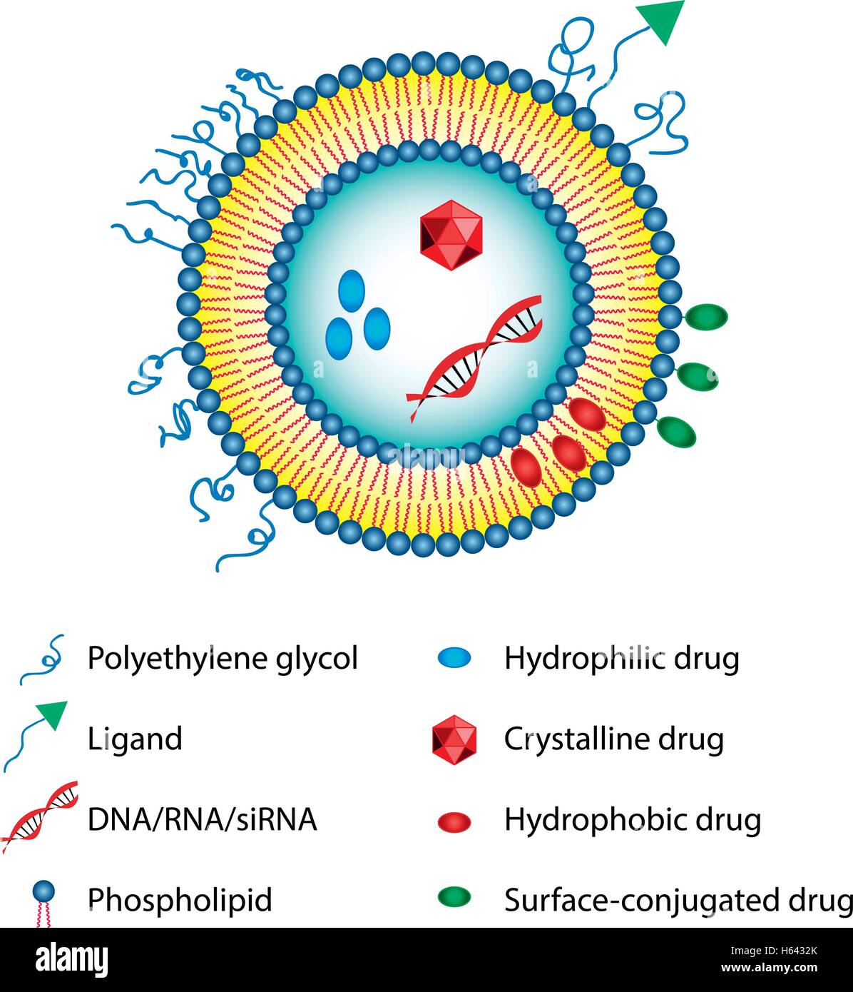 Medical vector illustration of liposomes drug delivery system Stock ...