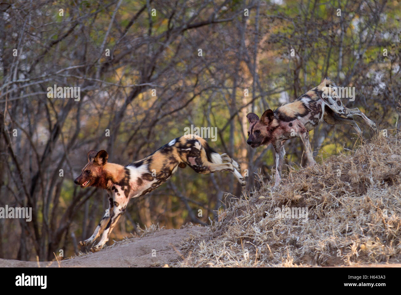 Pack african wild dogs playing hi-res stock photography and images - Alamy