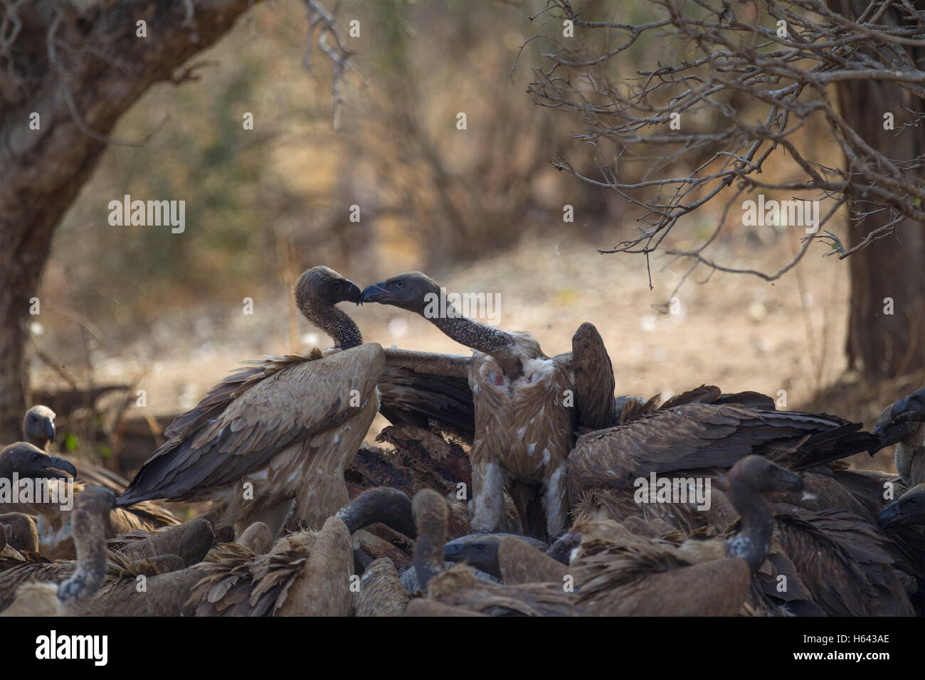 Vultures eating carcass hi-res stock photography and images - Alamy