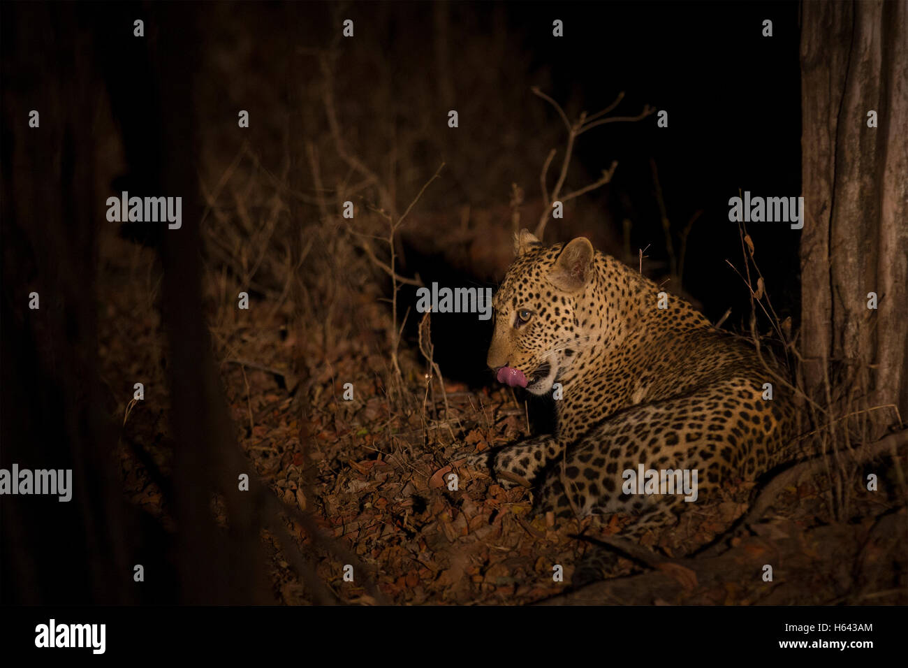 Leopard At Night High Resolution Stock Photography and Images - Alamy