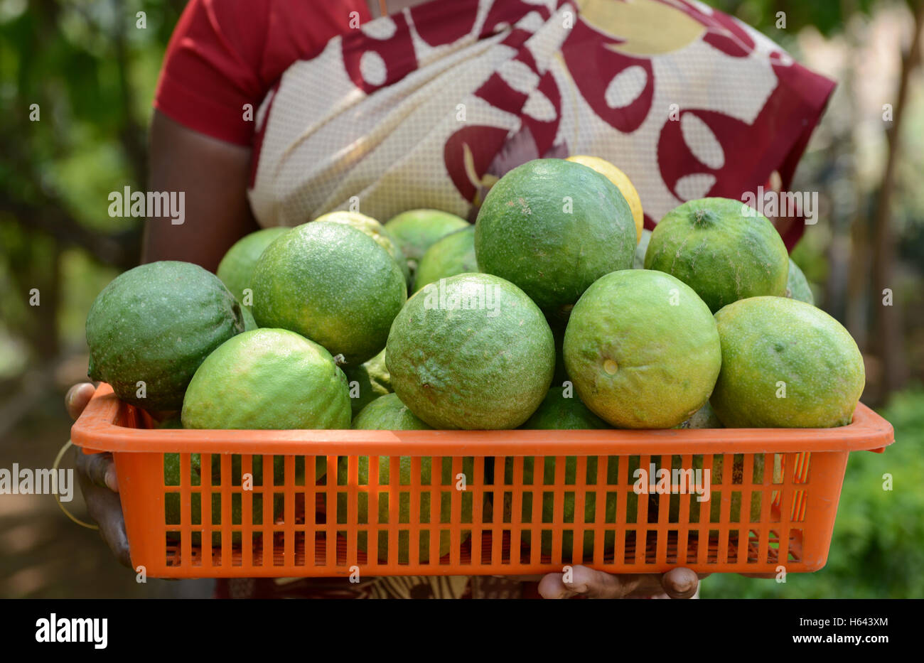 Ovioid hi-res stock photography and images - Alamy