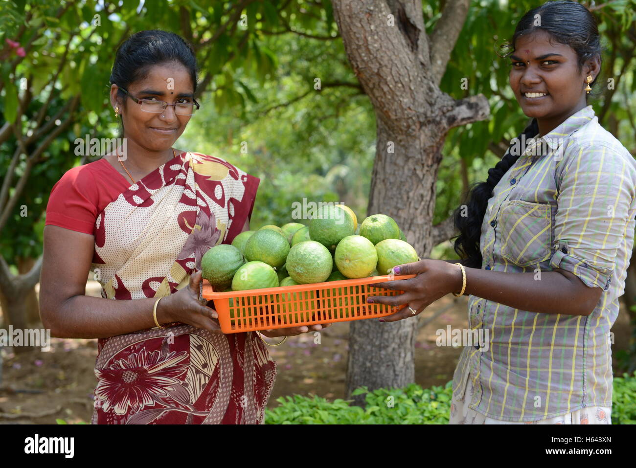 Harvested riped Citron fruits in a small citron farm in Tamil Nadu ...