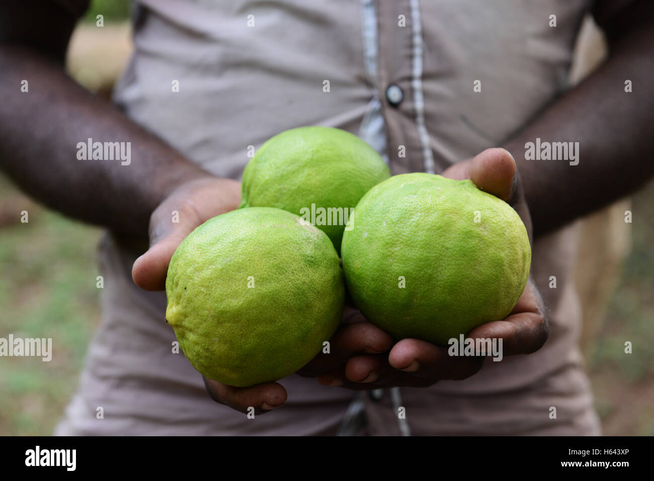 Harvested riped Citron fruits in a small citron farm in Tamil Nadu ...