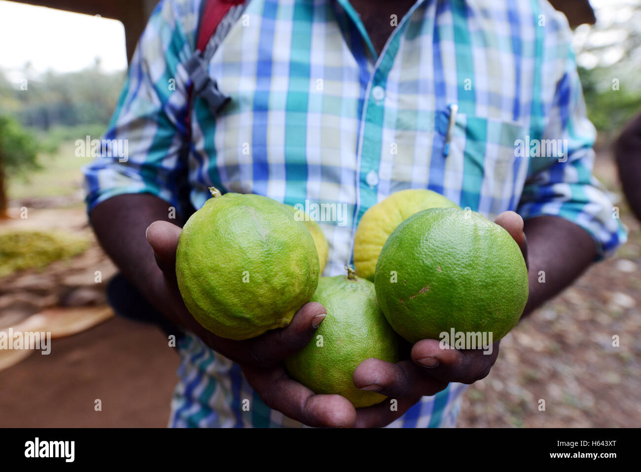 Harvested riped Citron fruits in a small citron farm in Tamil Nadu ...