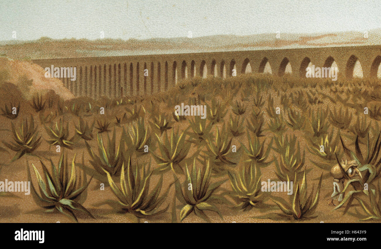 Mexico. Hidalgo State. Farm Santa Ines. Agave plantation for the ...