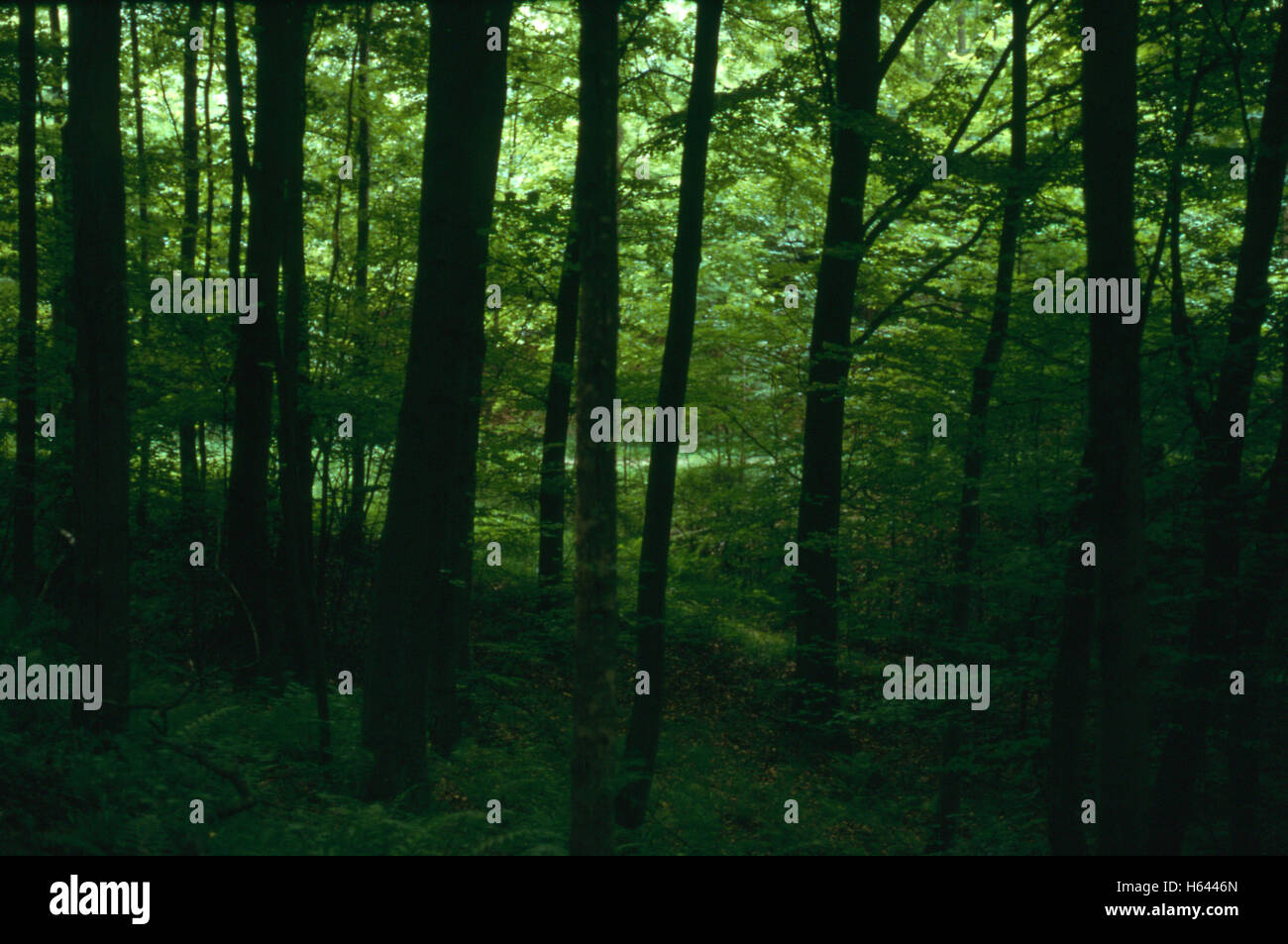 German woodlands hi-res stock photography and images - Alamy