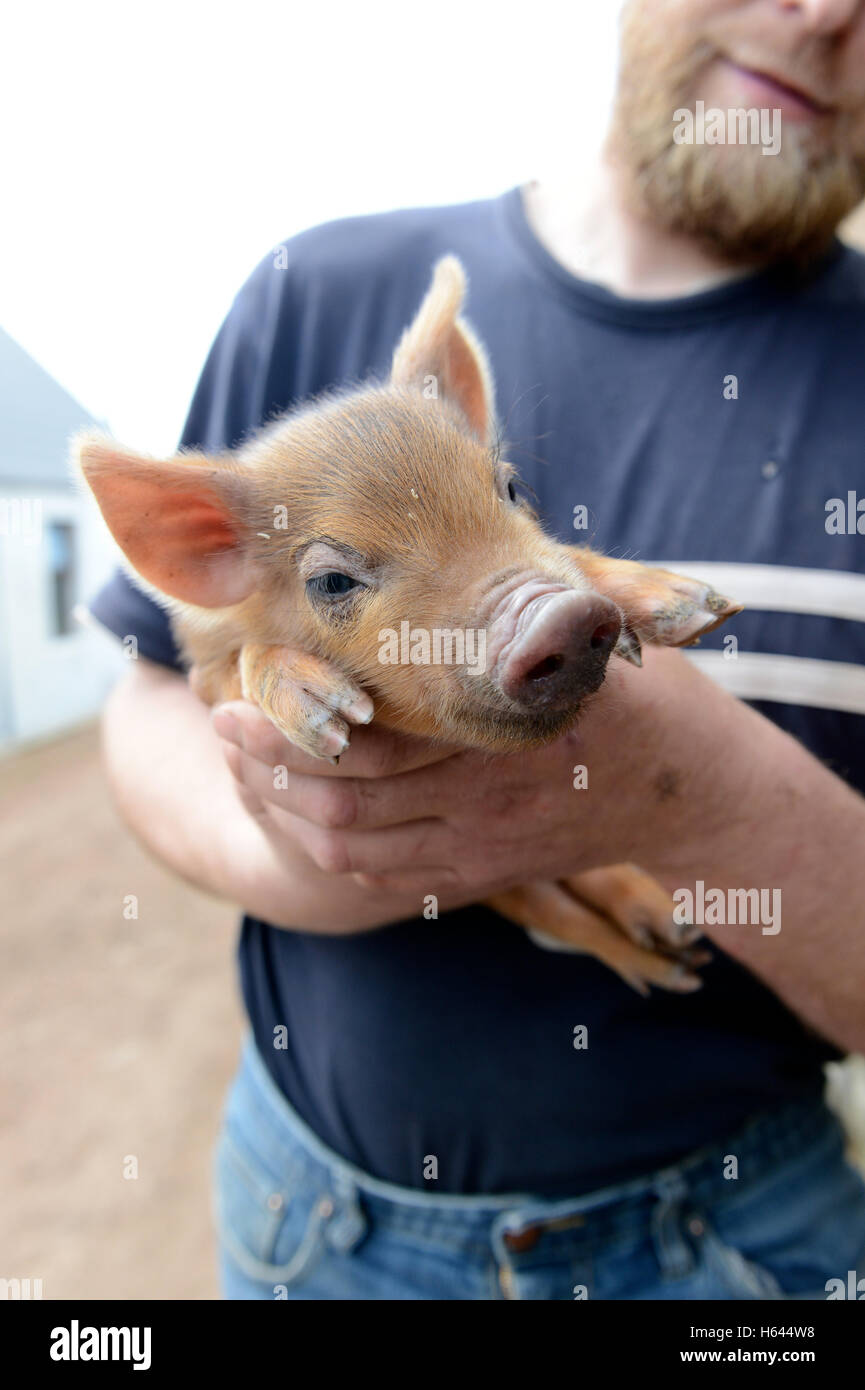 Pig farmer with his organic pig and piglets on his farm croft in ...