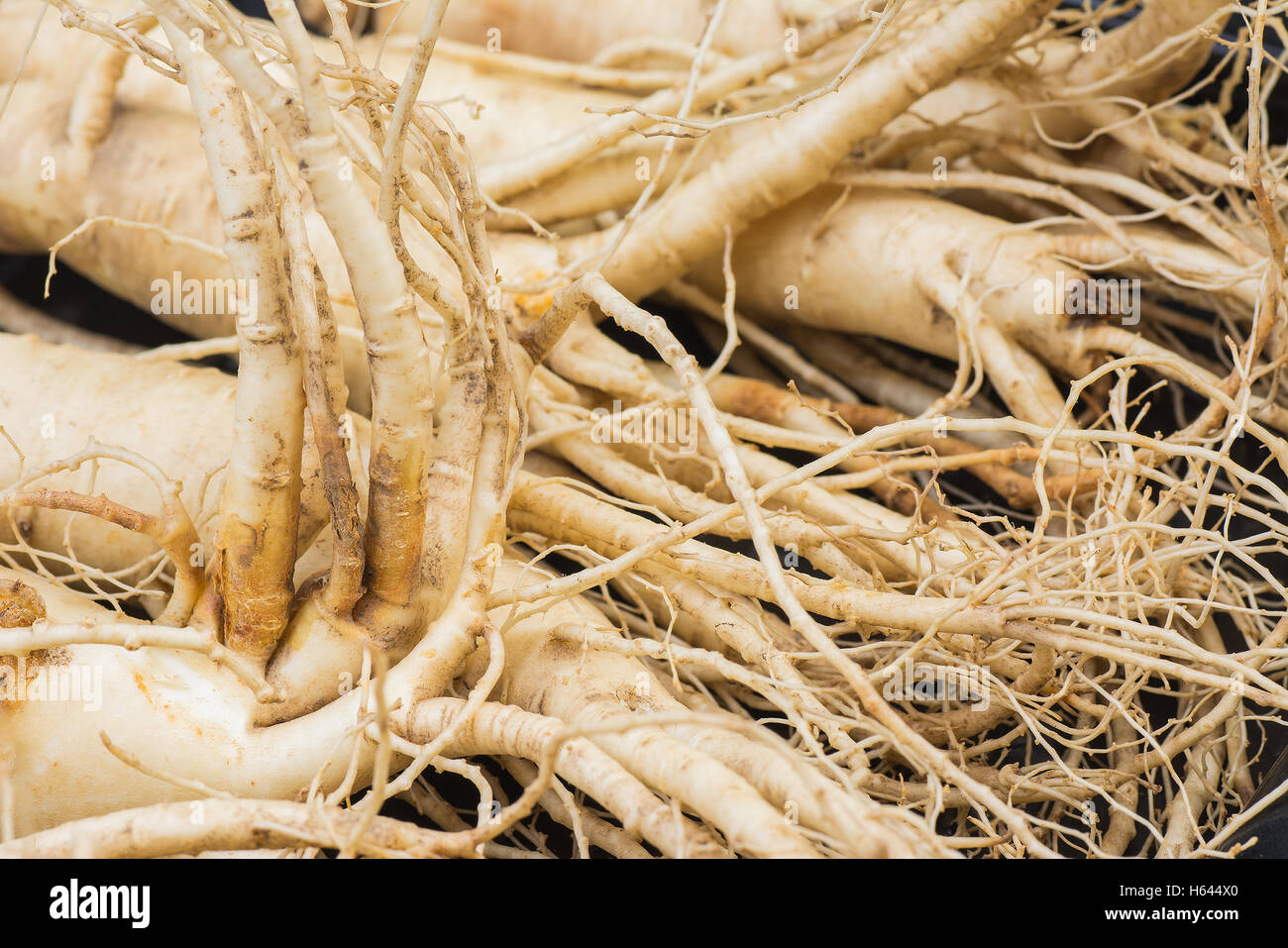 Close up of dry ginseng roots,selective focus with blur foreground and ...