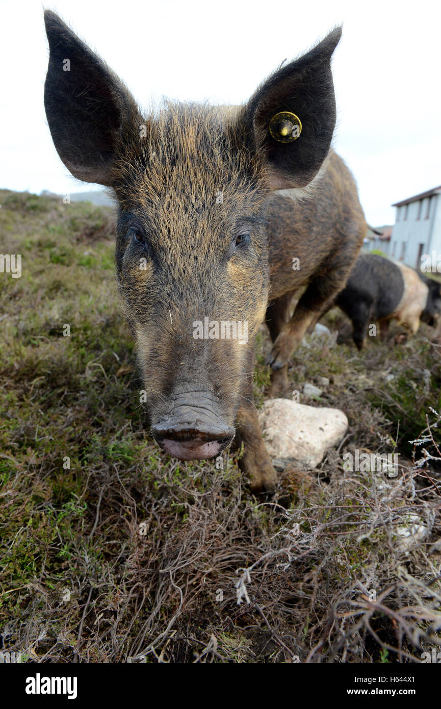 Pig farmer with his organic pig and piglets on his farm croft in ...