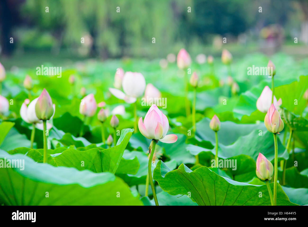 Lotus flowers in pond,lotus flower garden,natural concept.natural ...