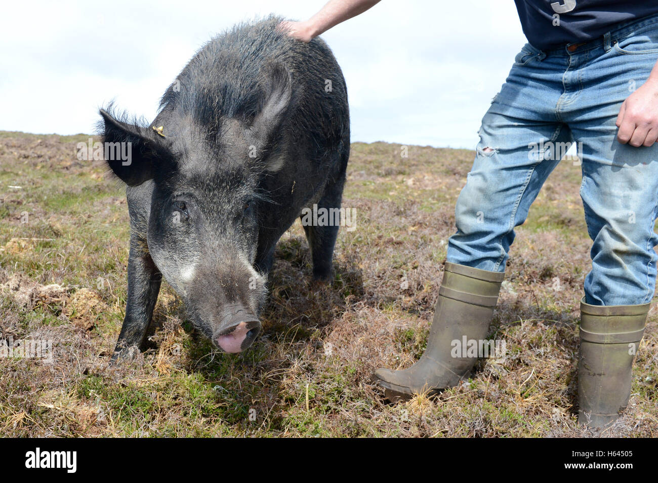 Pig farmer with his organic pig and piglets on his farm croft in ...