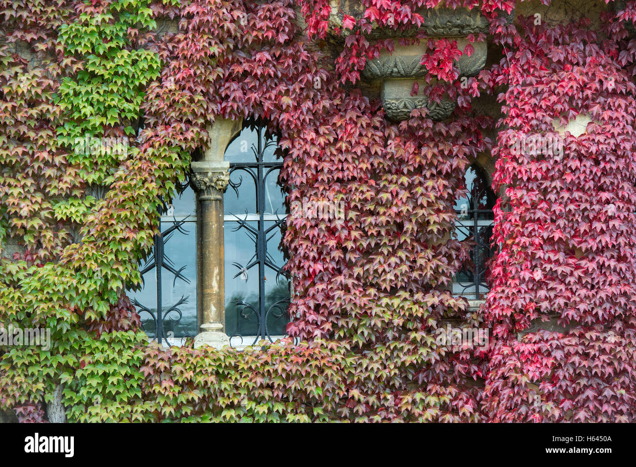 Parthenocissus tricuspidata. Japanese creeper / Boston ivy on the walls ...