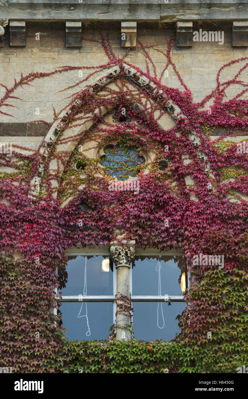 Parthenocissus tricuspidata. Japanese creeper / Boston ivy on the walls ...