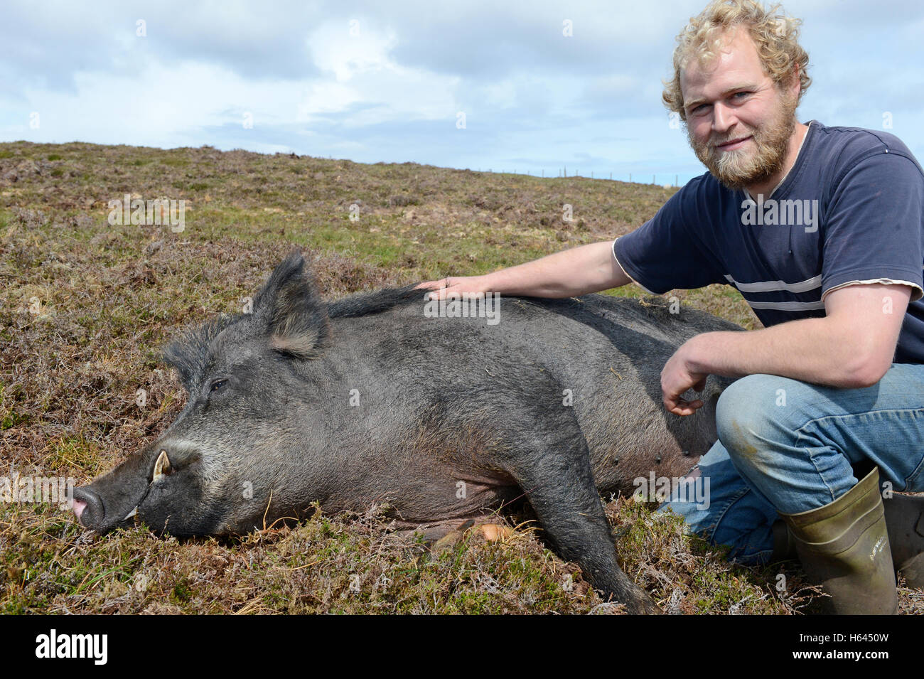 Pig farmer with his organic pig and piglets on his farm croft in ...