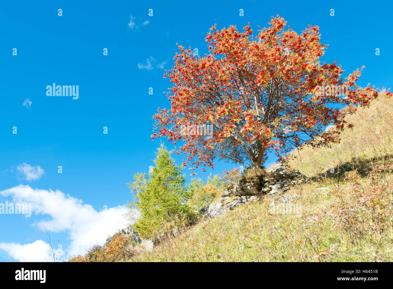 Sorbus aucuparia tree in full autumn bloom Stock Photo - Alamy