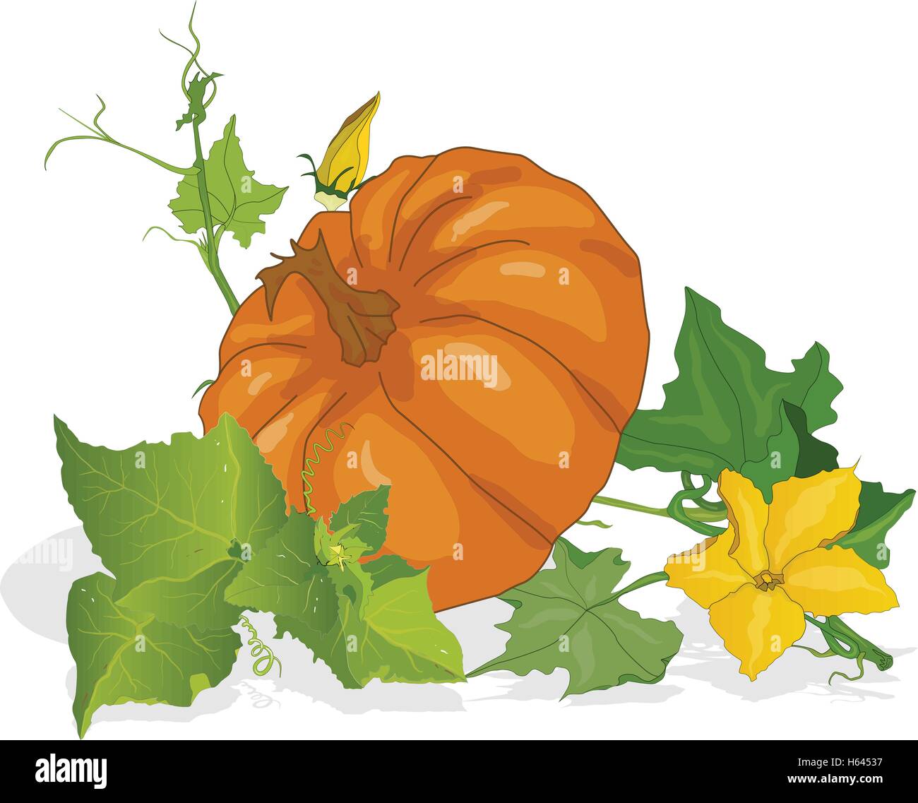 Pumpkin vector illustration isolated Stock Vector Image & Art - Alamy