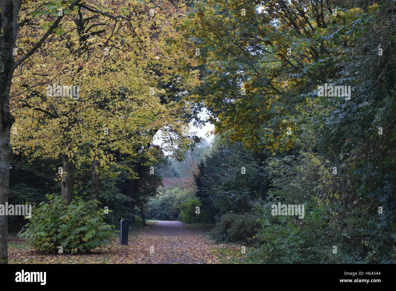 Pathway through the trees Stock Photo - Alamy