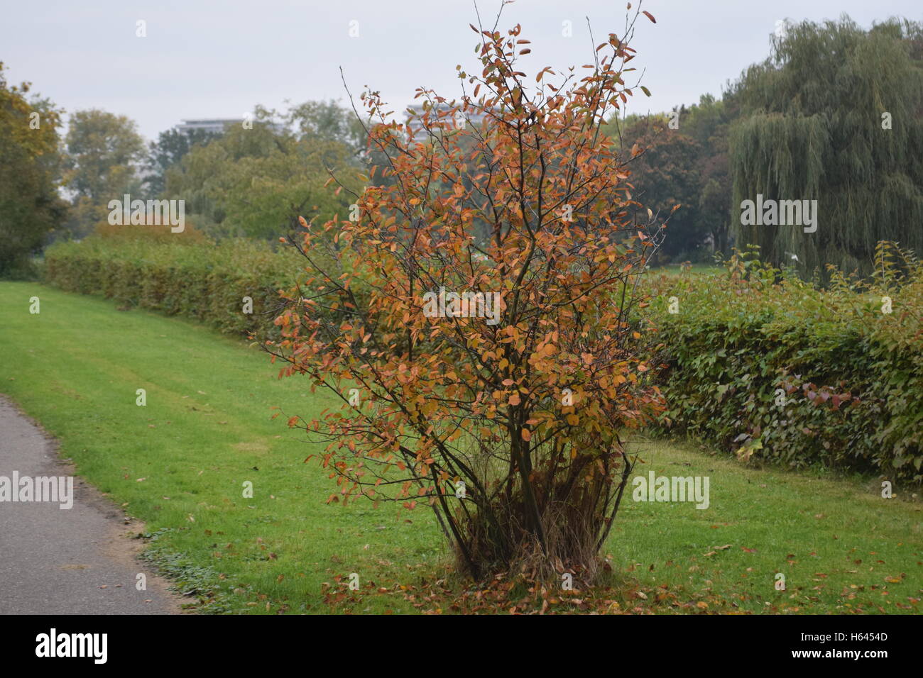 small bush showing orange leaves Stock Photo - Alamy