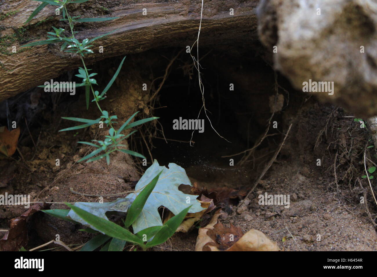 Underground Tree Roots Stock Photos & Underground Tree Roots Stock ...