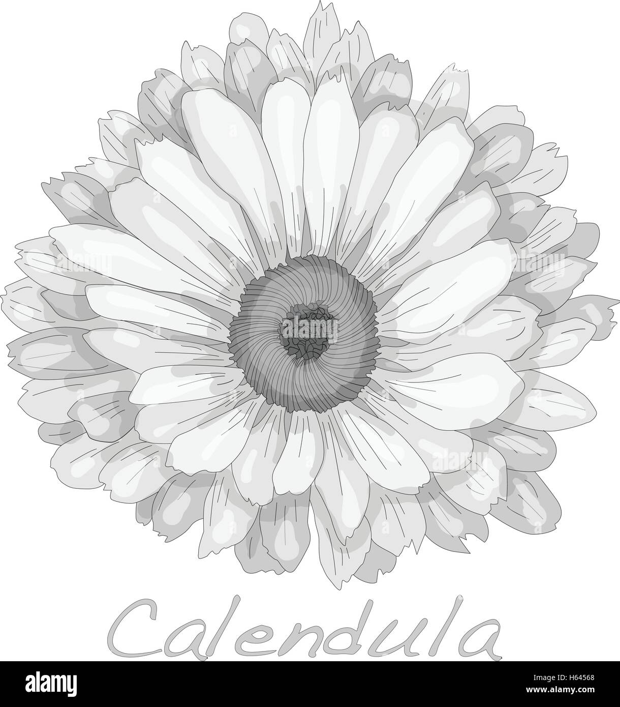 Calendula vector illustration isolated Stock Vector Image & Art - Alamy