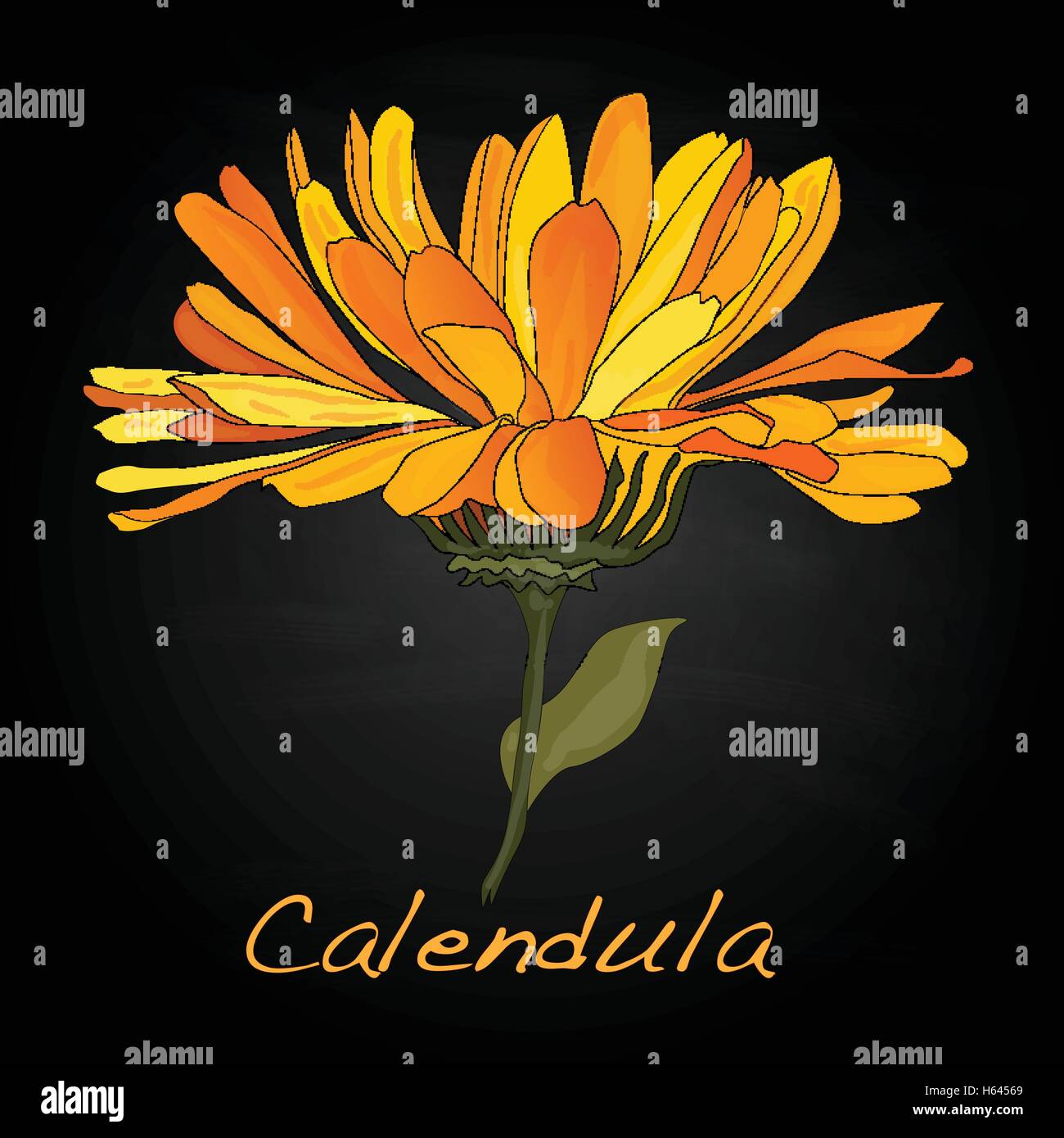 Calendula vector illustration isolated Stock Vector Image & Art - Alamy