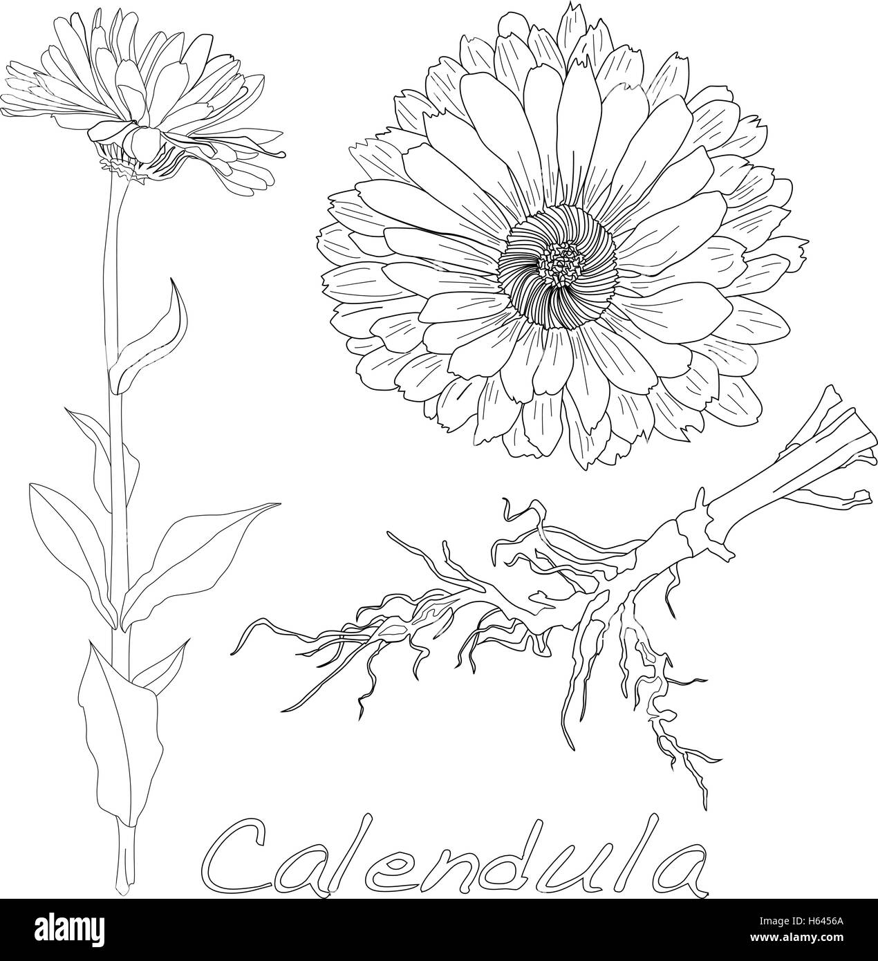 Calendula vector illustration isolated Stock Vector Image & Art - Alamy