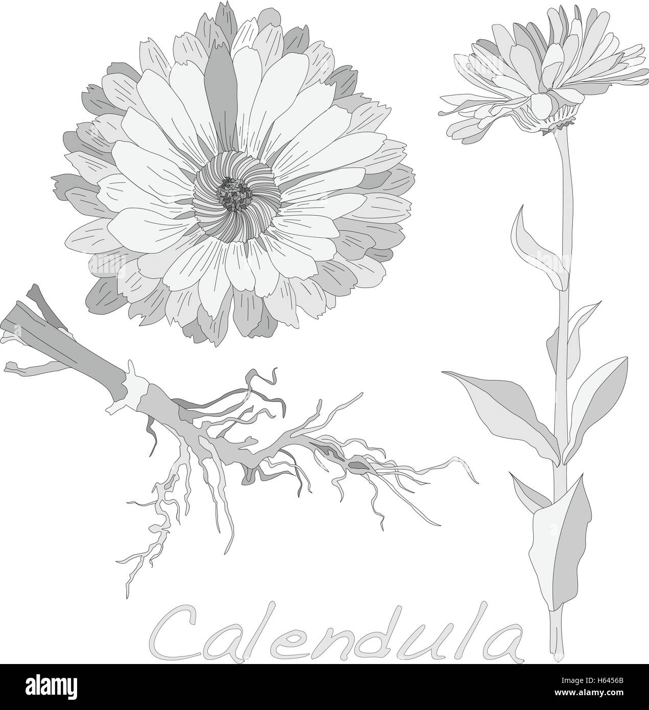 Calendula vector illustration isolated Stock Vector Image & Art - Alamy