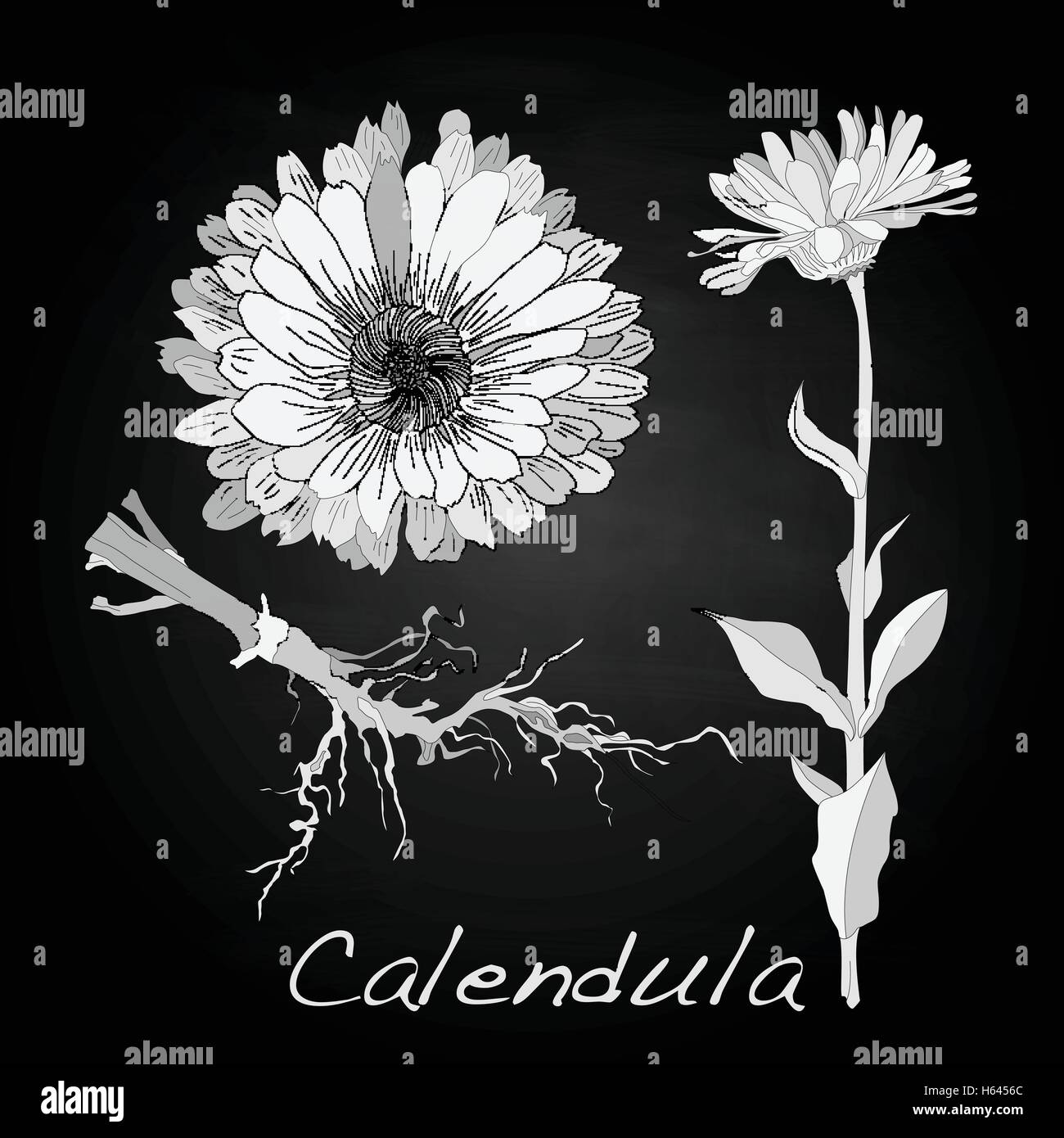 Calendula vector illustration isolated Stock Vector Image & Art - Alamy