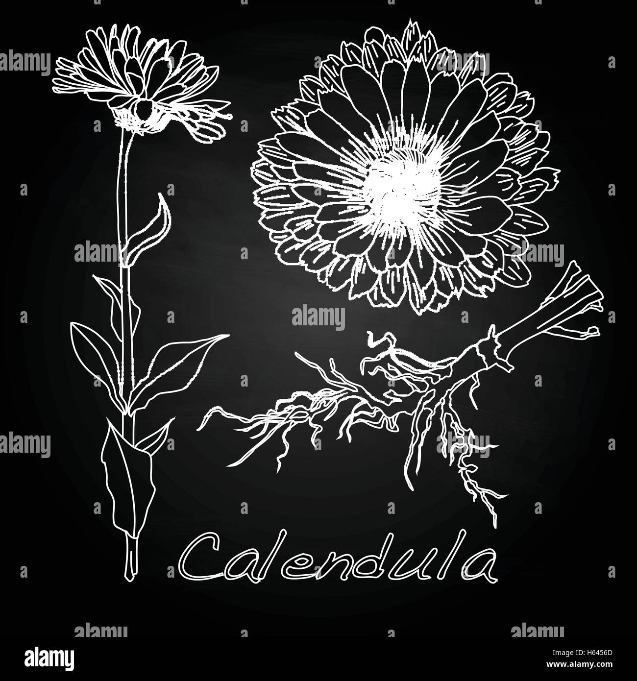 Calendula vector illustration isolated Stock Vector Image & Art - Alamy