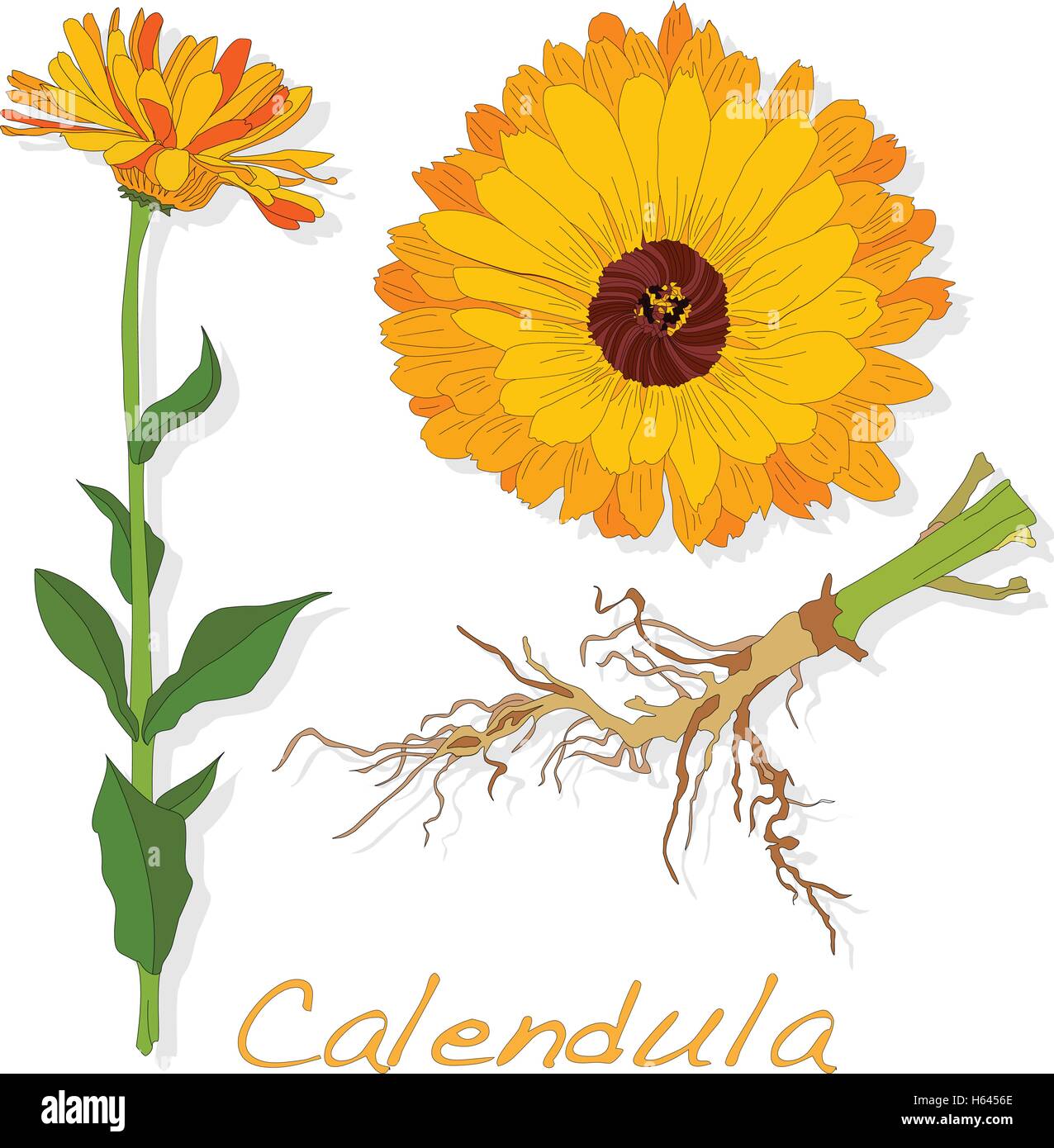 Calendula vector illustration isolated Stock Vector Image & Art - Alamy