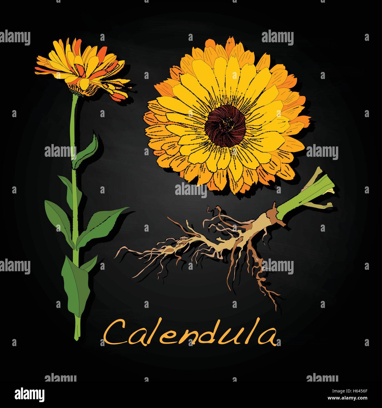Calendula vector illustration isolated Stock Vector Image & Art - Alamy