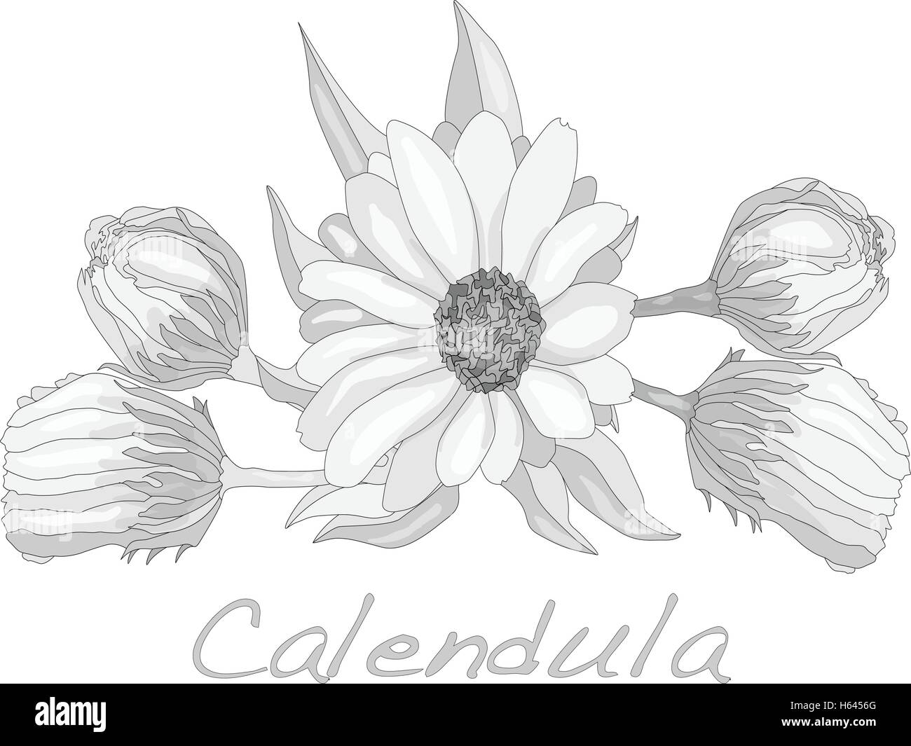 Calendula vector illustration isolated Stock Vector Image & Art - Alamy