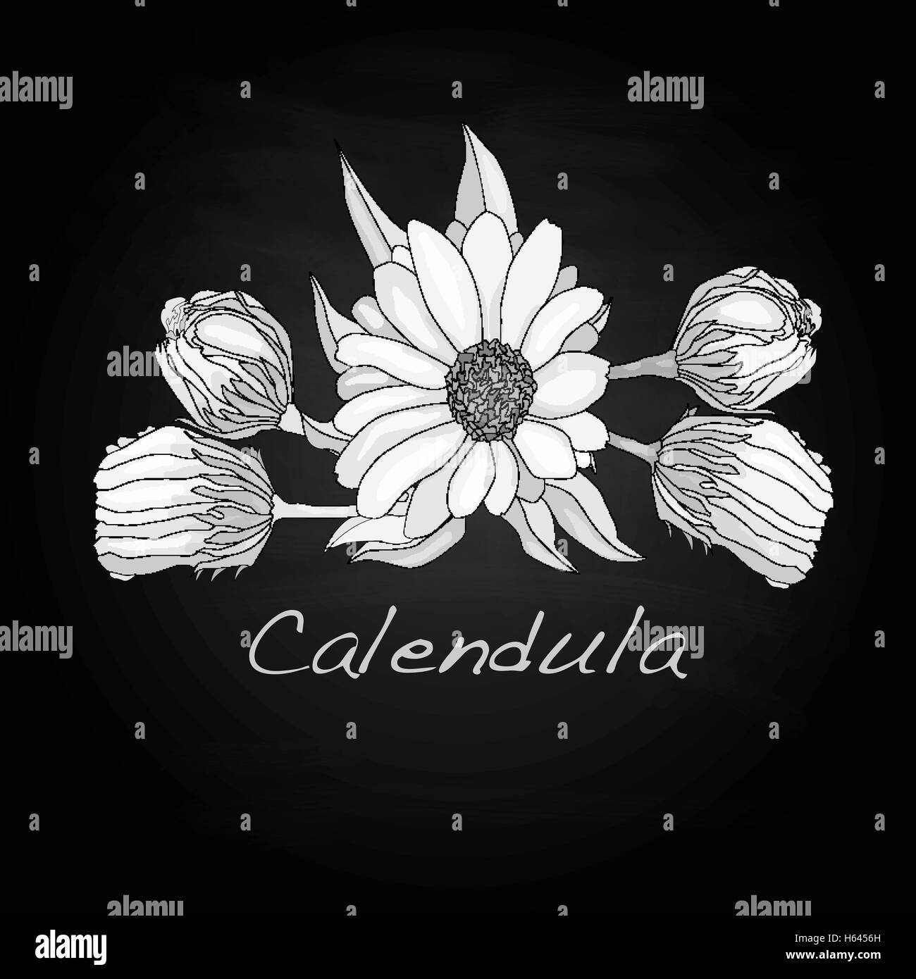 Calendula vector illustration isolated Stock Vector Image & Art - Alamy