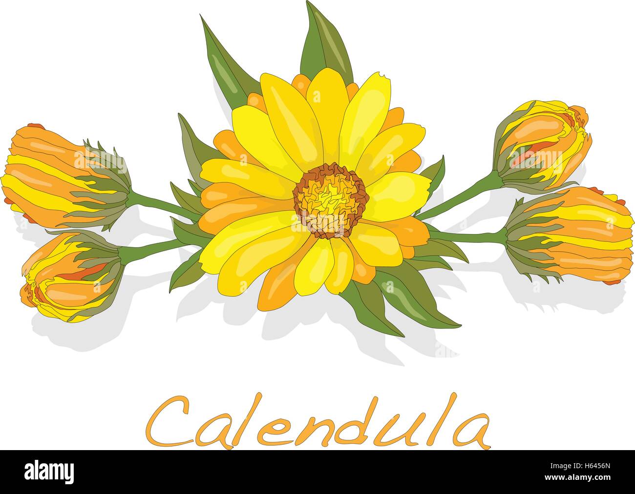 Calendula vector illustration isolated Stock Vector Image & Art - Alamy