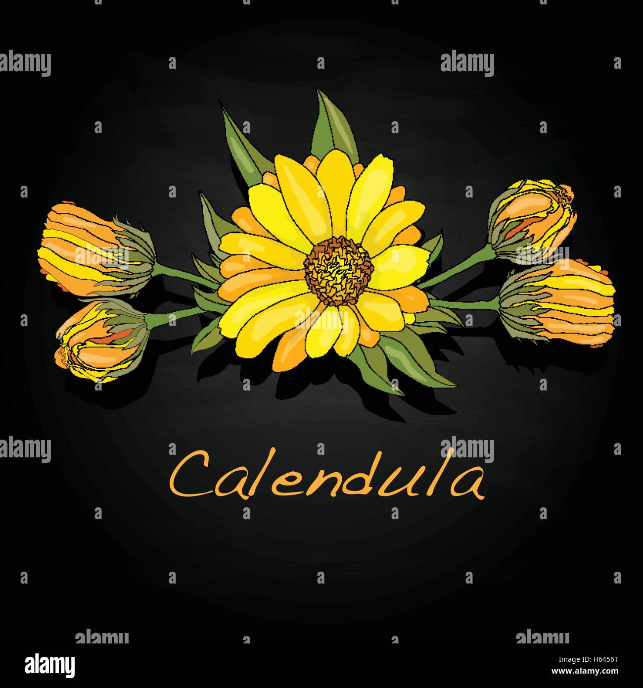 Calendula vector illustration isolated Stock Vector Image & Art - Alamy